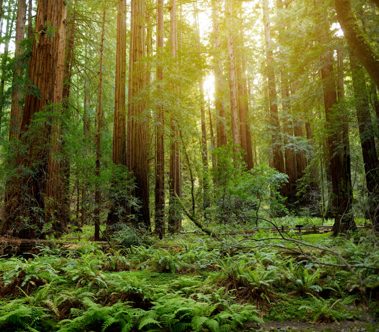 Cal-MAP | A CalHOPE program powered by UCSF